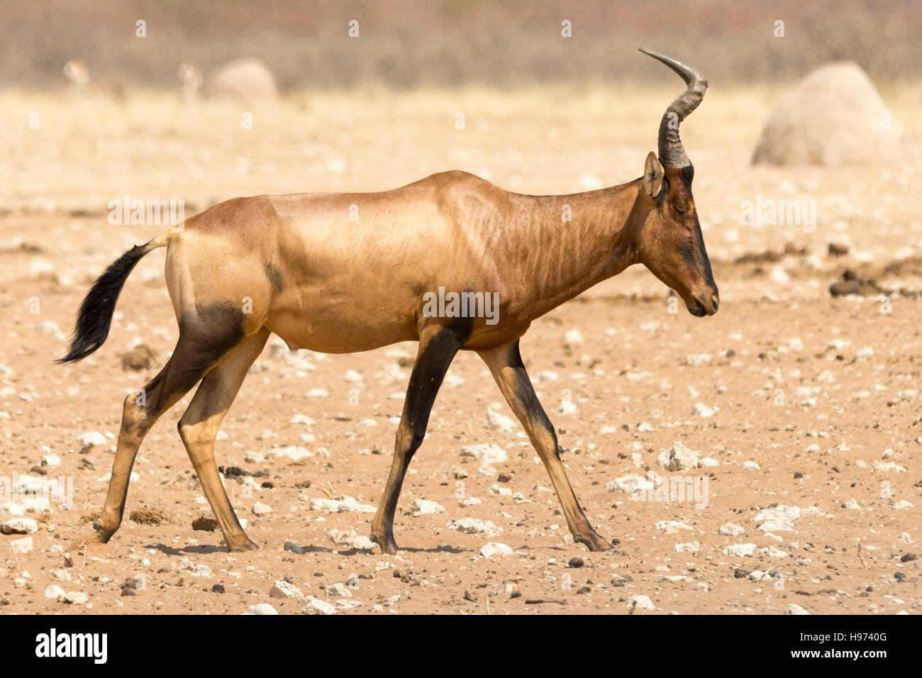 Red hartebeest antelopes waterhole hi-res stock photography and images ...