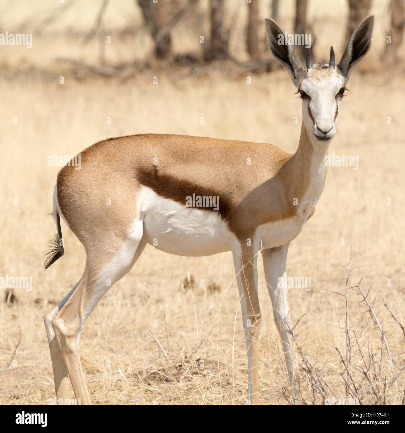 Portrait of a Springbok, seen in namibia, africa Stock Photo - Alamy