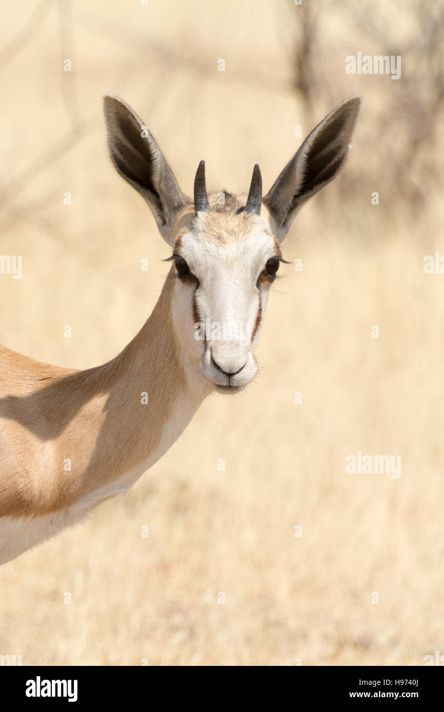 Portrait of a Springbok, seen in namibia, africa Stock Photo - Alamy