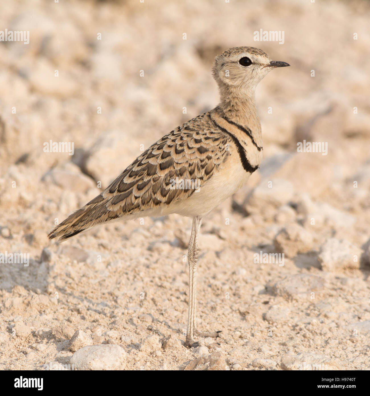 Double Banded Courser Bird standing on the ground, seen in namibia ...