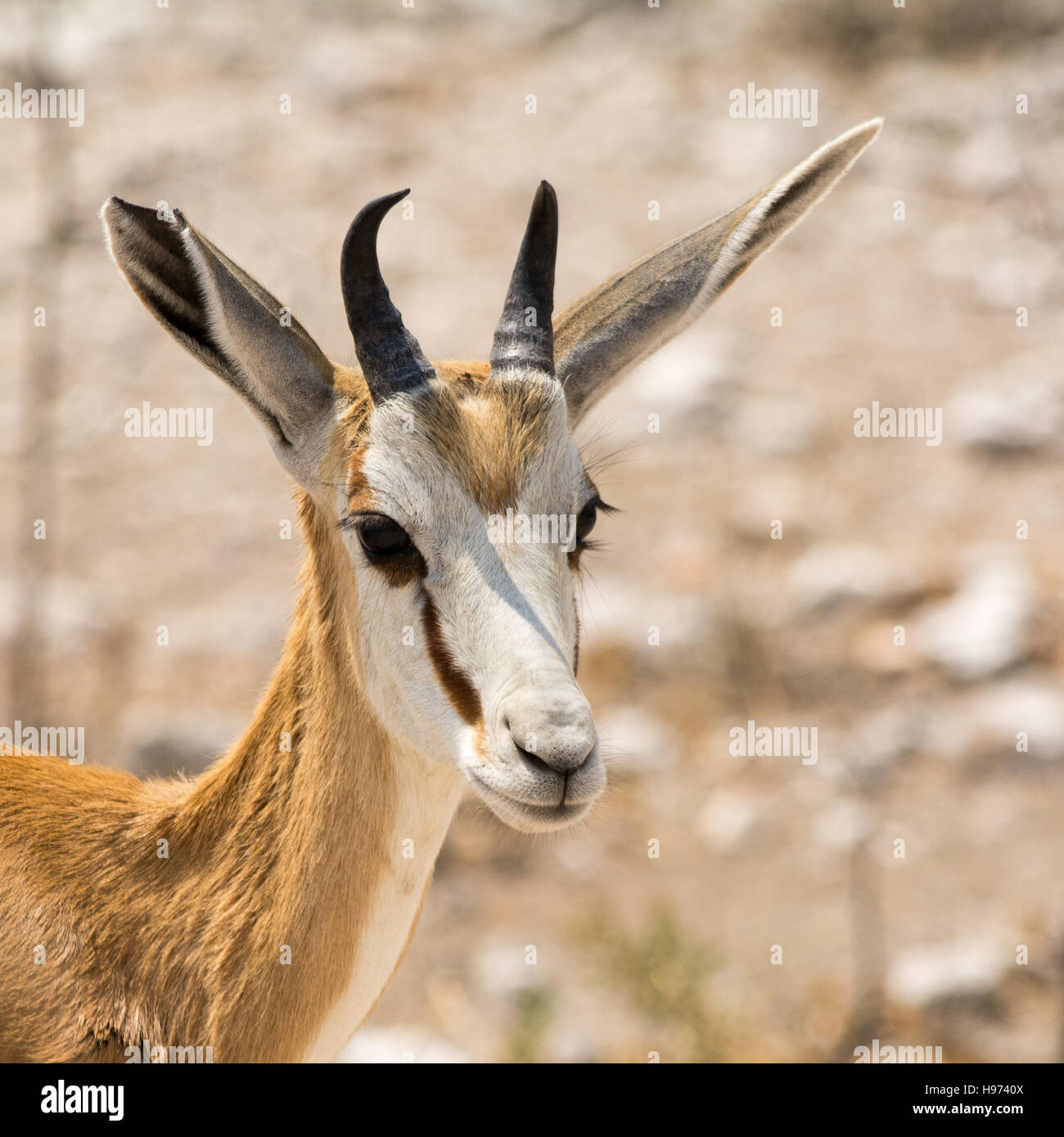 Portrait of a Springbok, seen in namibia, africa Stock Photo - Alamy