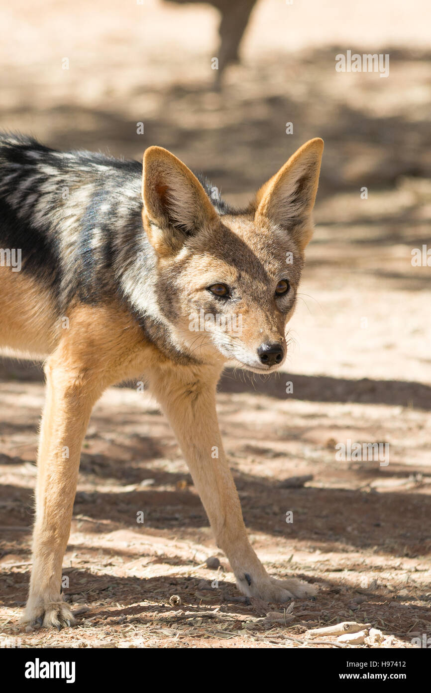 Blackbacked Jackal, seen in namibia, africa Stock Photo - Alamy