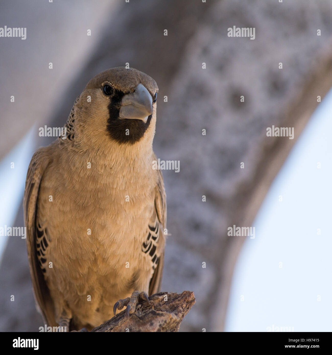 Female Weaver Bird, seen in namibia, africa Stock Photo - Alamy