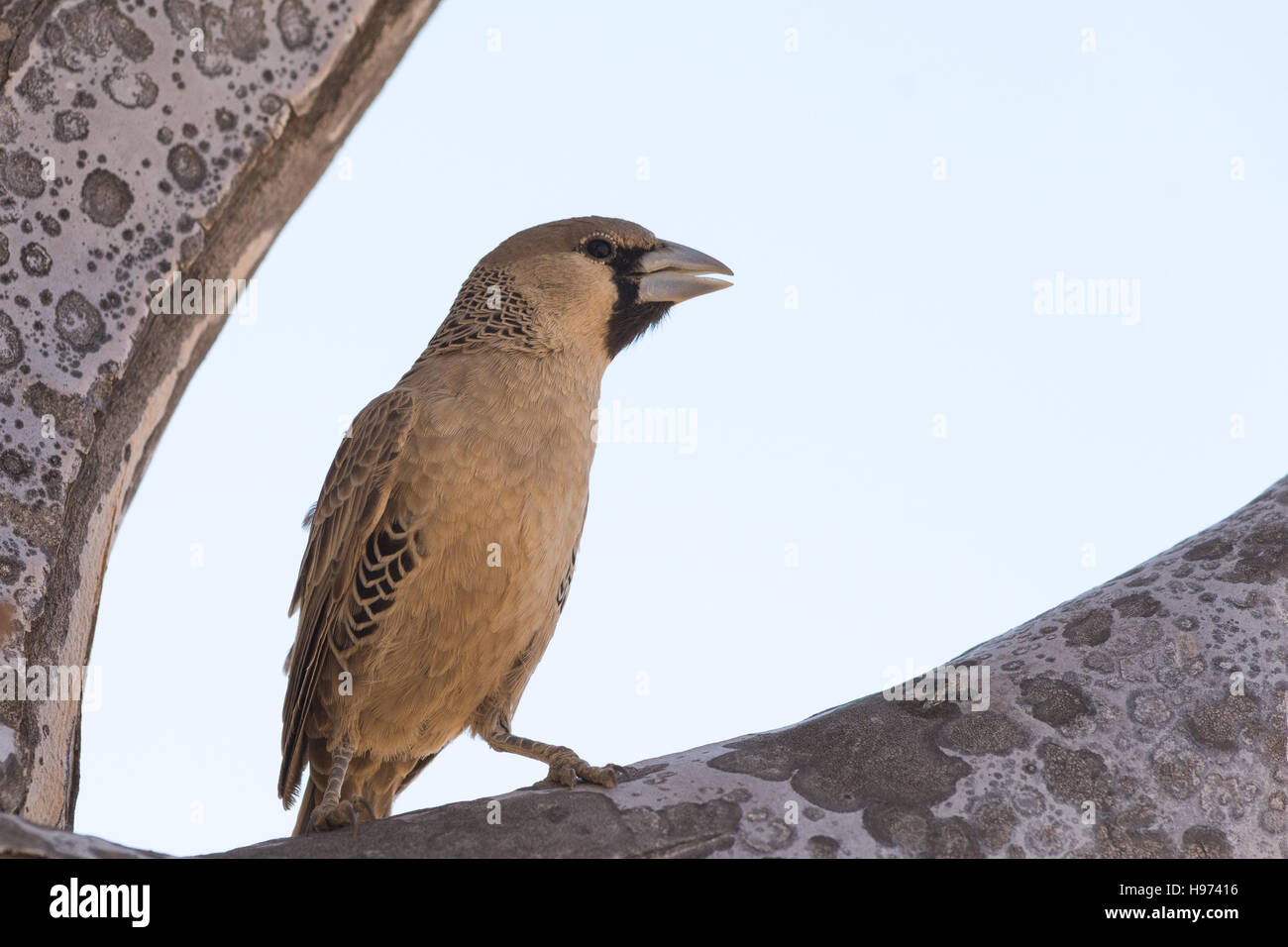 Weaver variety hi-res stock photography and images - Alamy