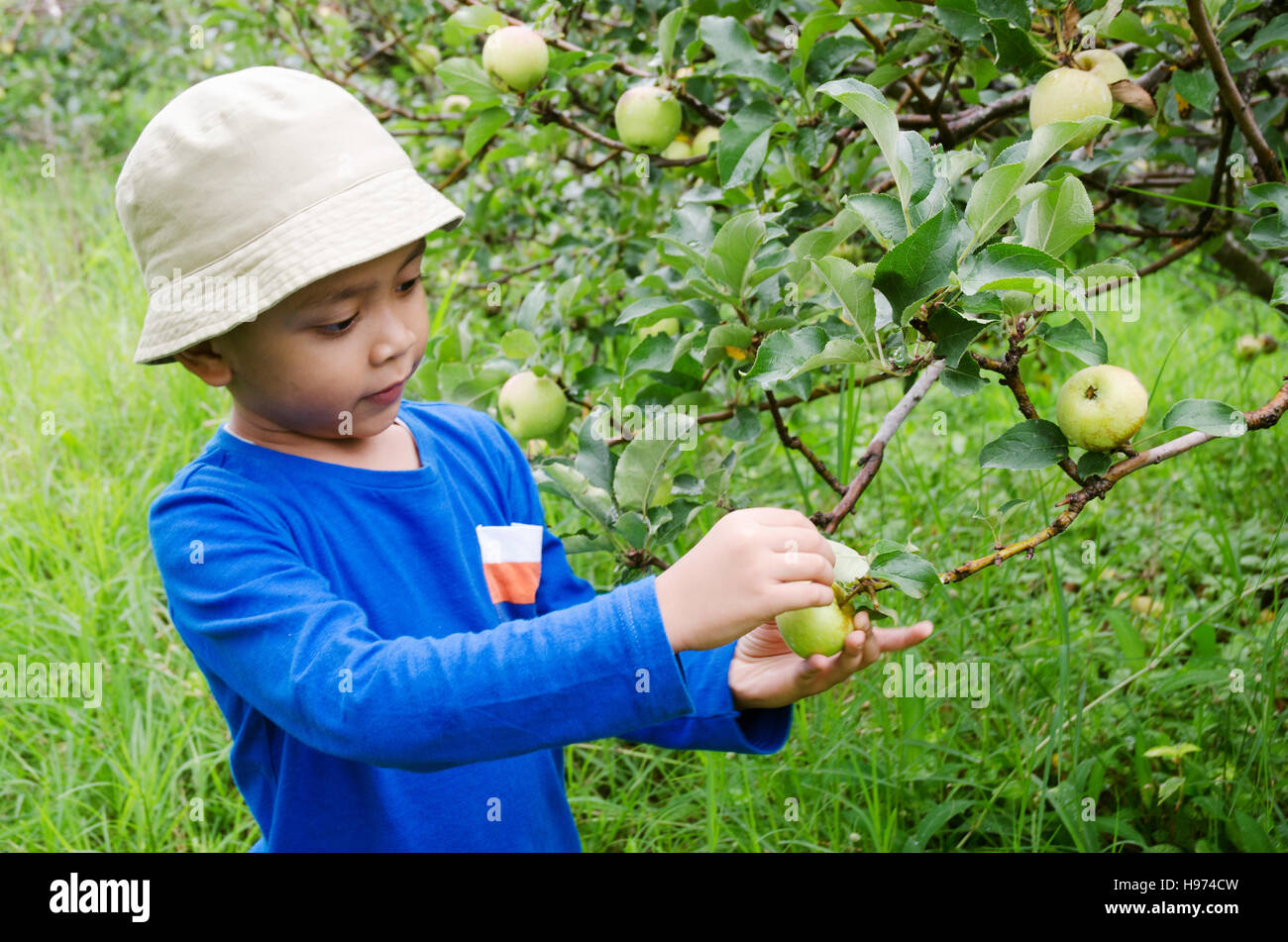 a boy picking apples, in the apple plantations at Malang, East Java ...