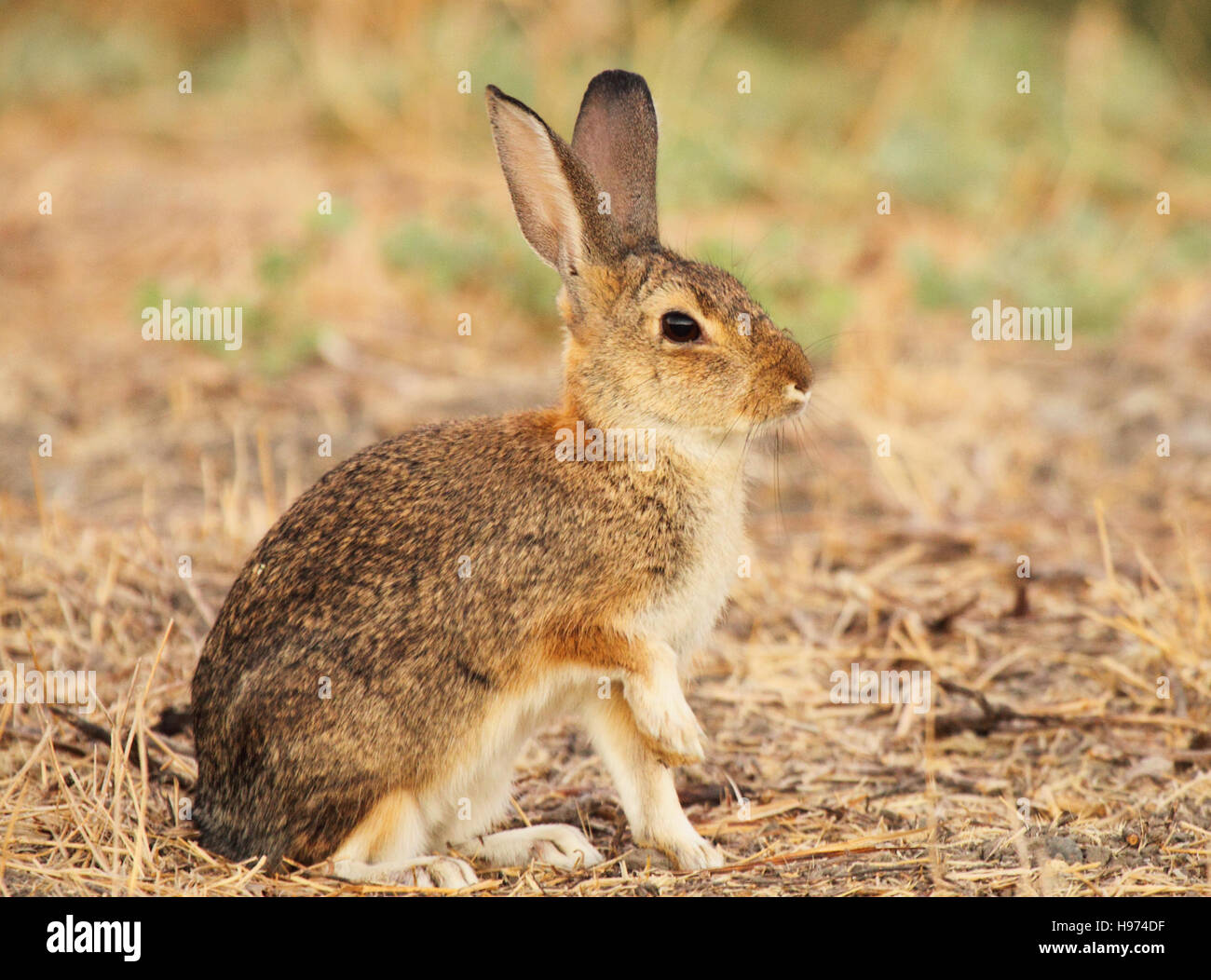 A Desert Cottontail ready to run in central California Stock Photo - Alamy