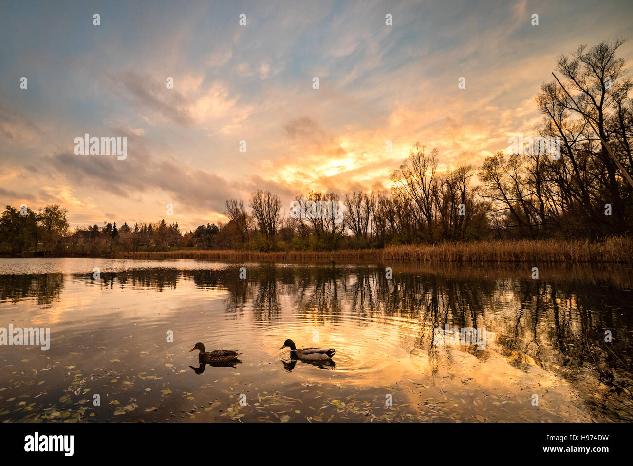 Beauty of birds hi-res stock photography and images - Alamy