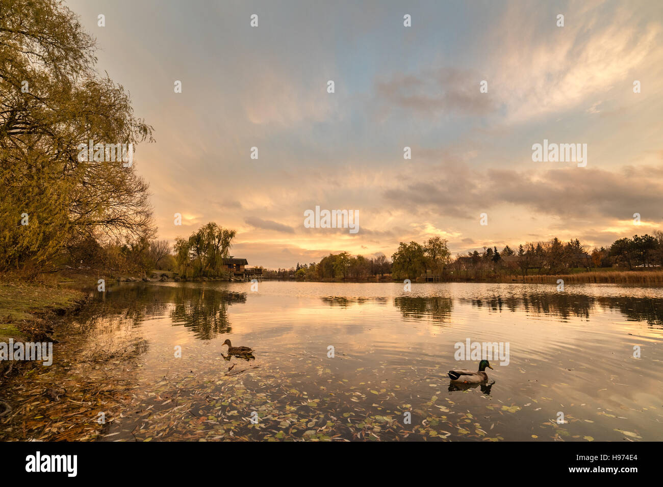 Beautiful sunset on a pond with clouds and ducks swimming Stock Photo ...