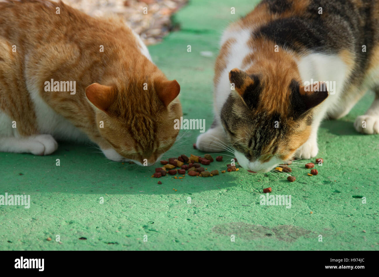 Two different color cats eating cat food on the green asphalt Stock ...