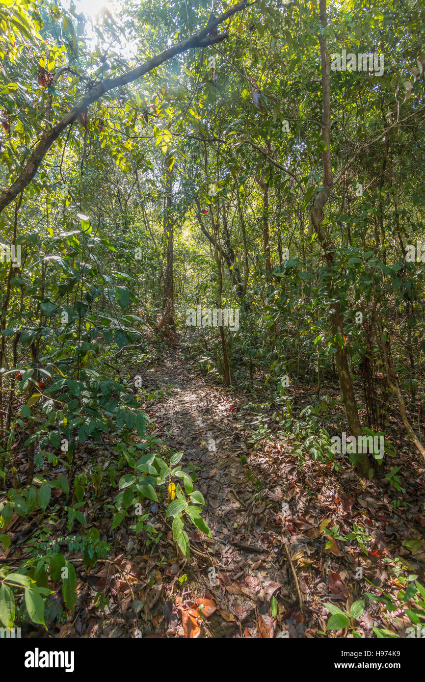Jungle hiking wildlife hi-res stock photography and images - Alamy