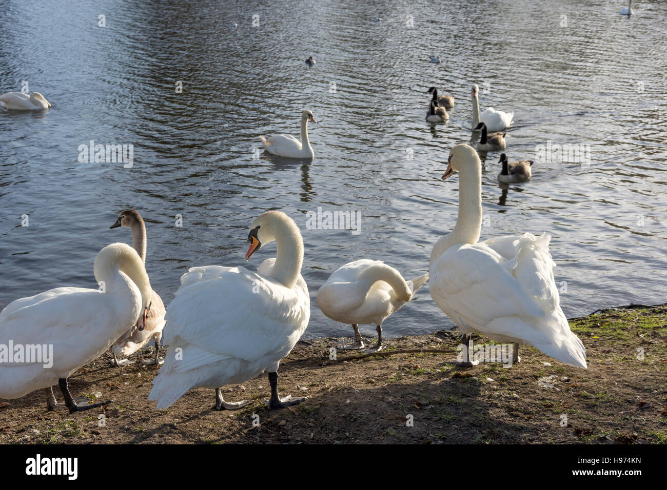 Swans on banks of River Thames, Windsor, Berkshire, England, United ...