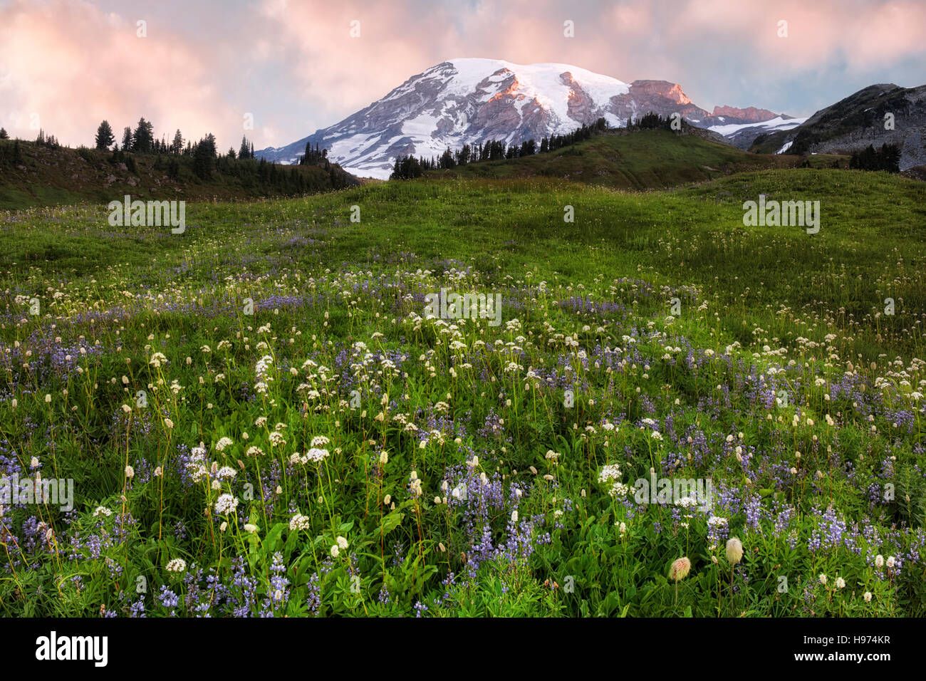 First light on Washington's tallest peak, Mt Rainier with summer ...