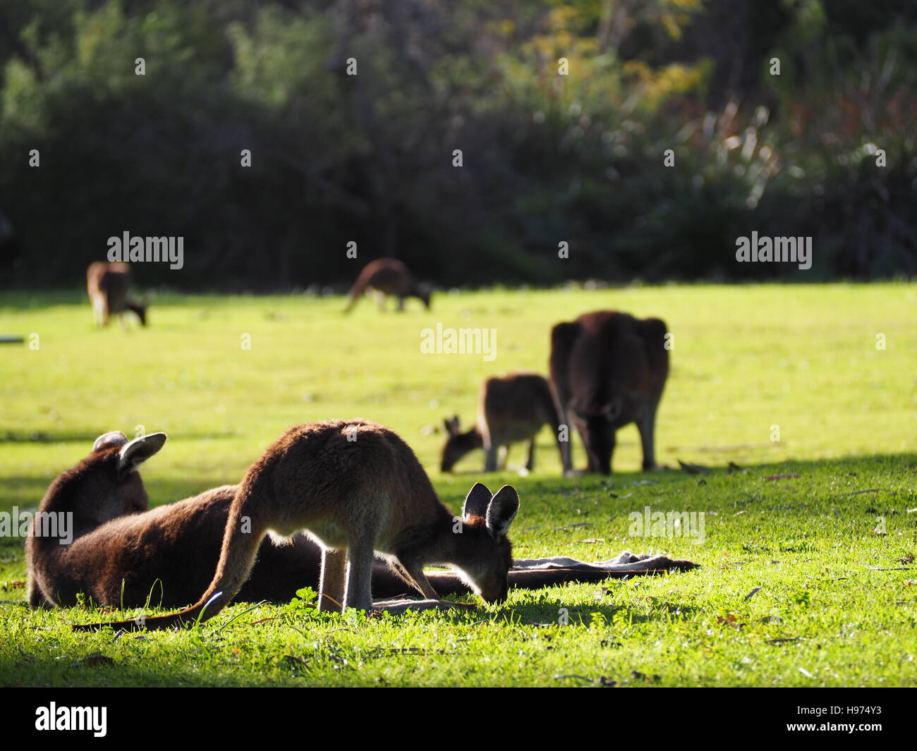 Group of kangaroos hi-res stock photography and images - Alamy