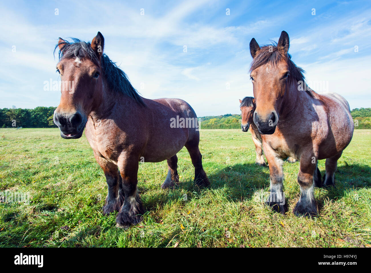 The Ardennes or Ardennais horses in a field in the Ardennes region of ...