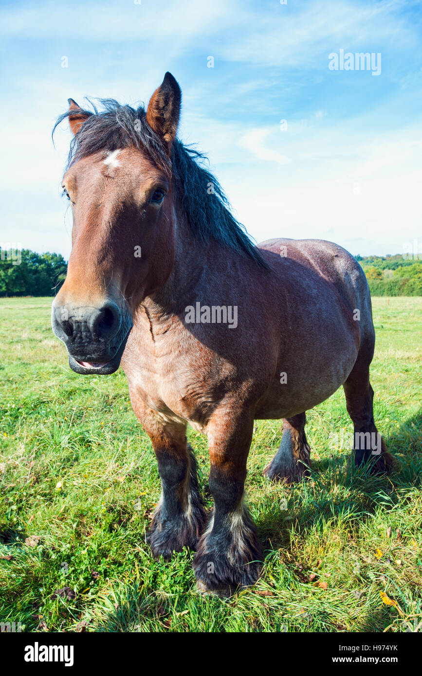 The Ardennes or Ardennais horses in a field in the Ardennes region of ...