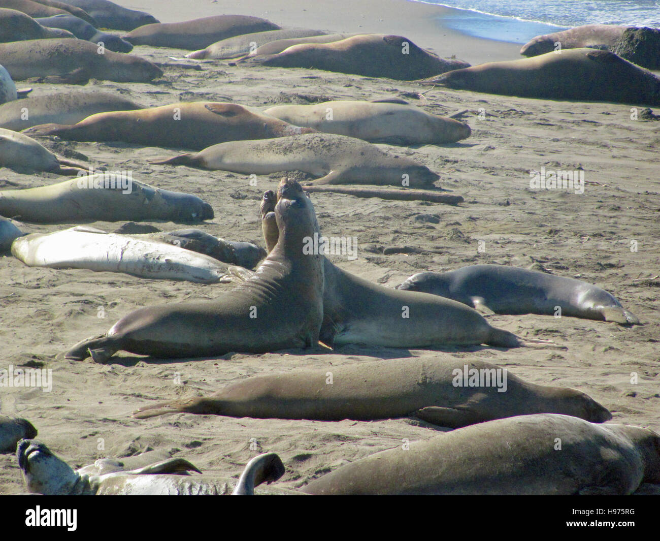Elephant seals fighting on Point Piedras Blancas beach, California, USA ...