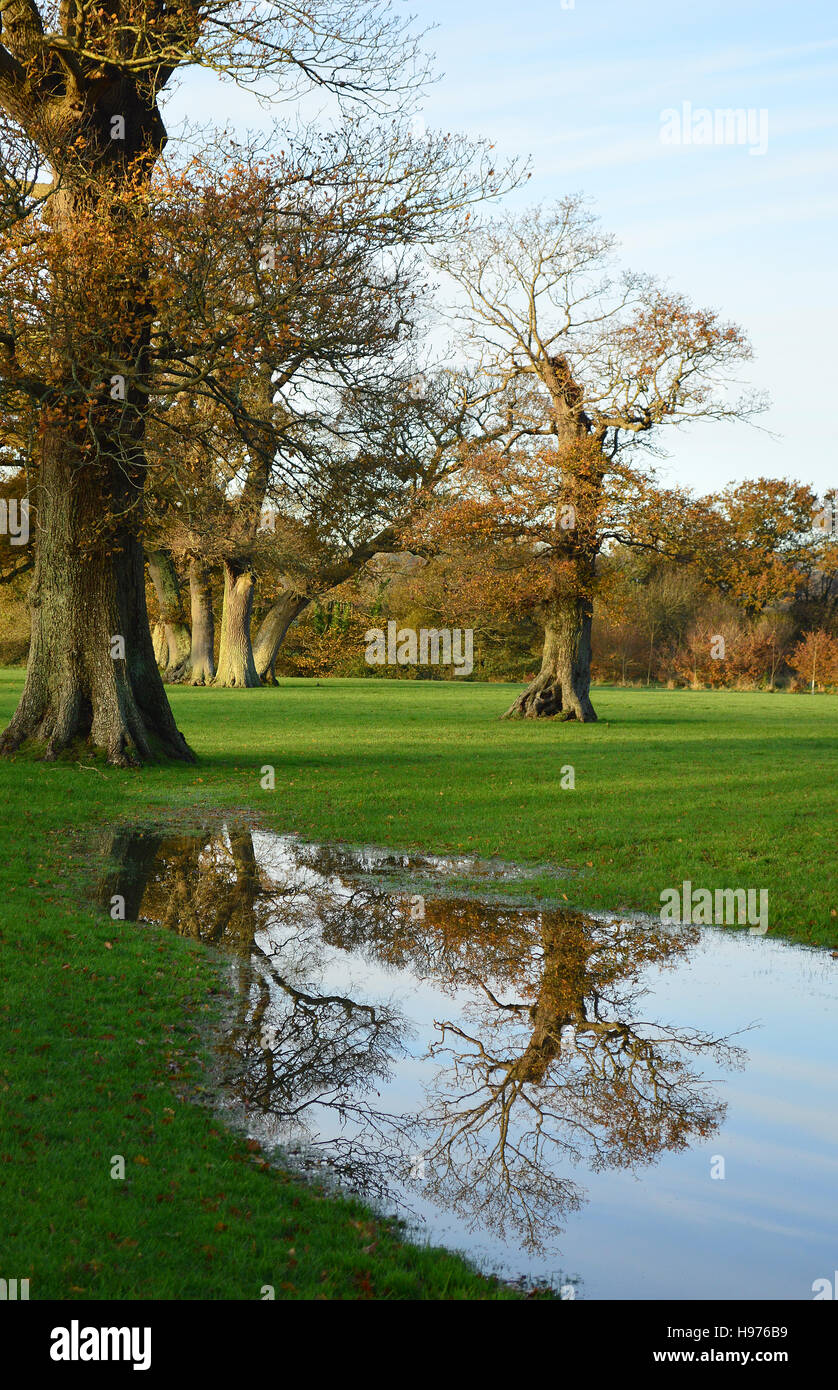 Trees at Filham Park, near Ivybridg, Devon, reflected in puddles after ...