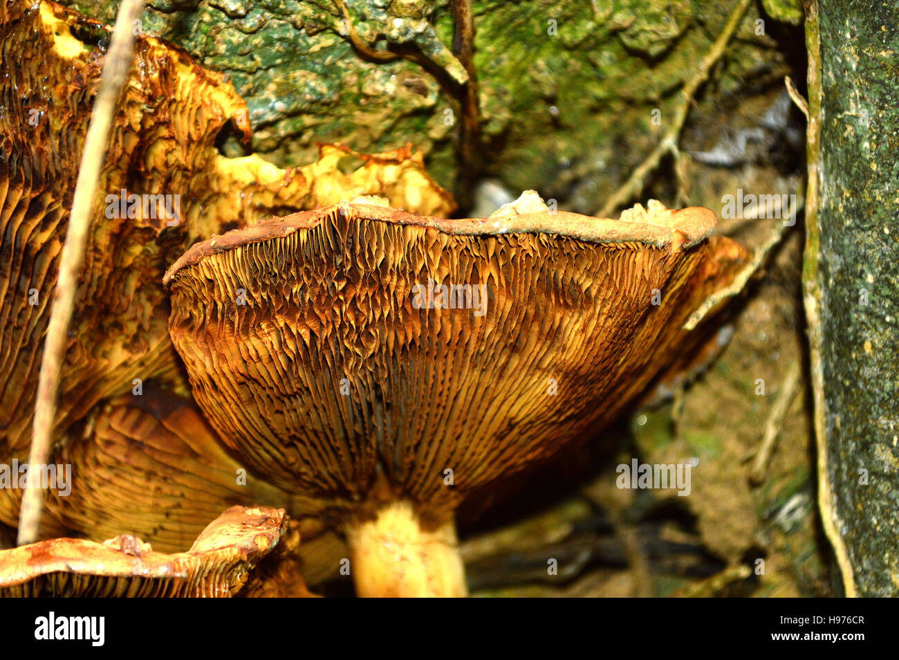 Toadstool tree hi-res stock photography and images - Alamy