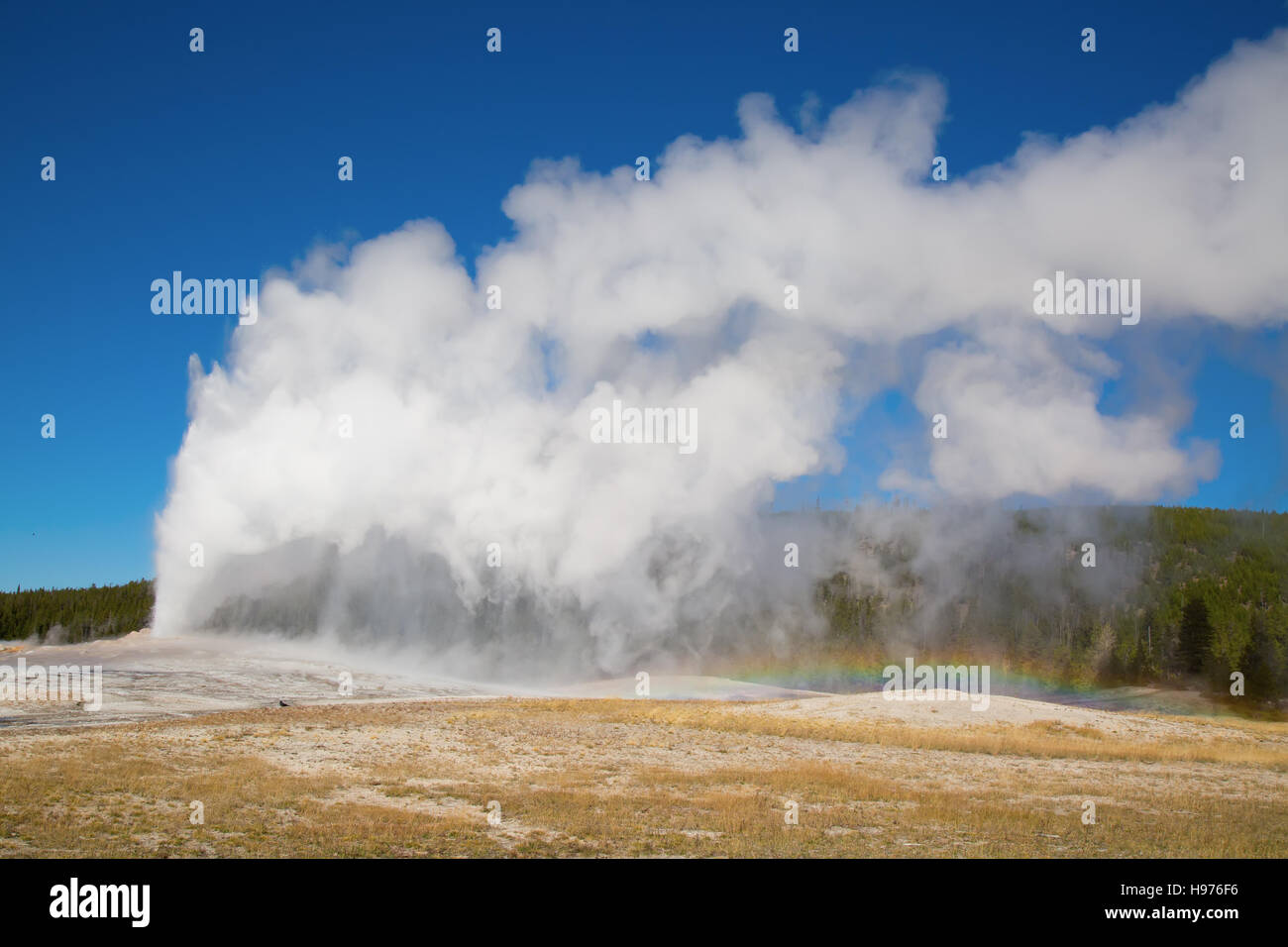 Old Faithful geyser eruption in the Yellowstone national park, USA ...
