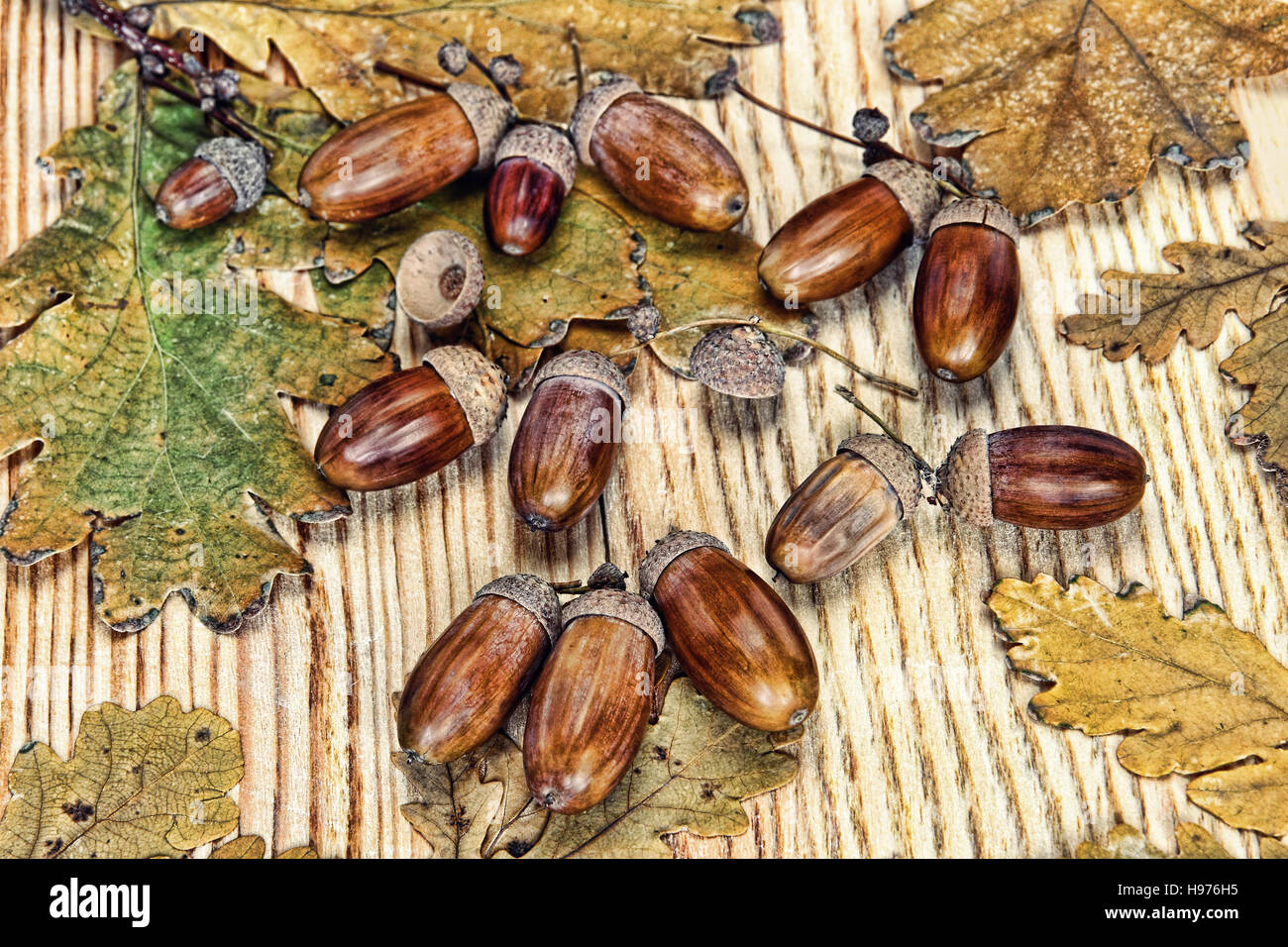 Acorns and autumn oak leaves as nature background.Top view.Toned image ...