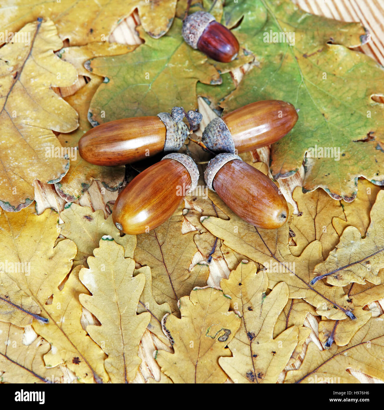 Acorns on autumn oak leaves suitable as nature background Stock Photo ...