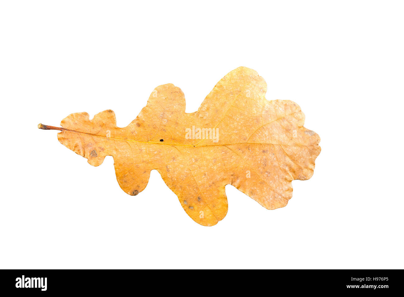 oak tree leaves in different states of withering isolated on white ...