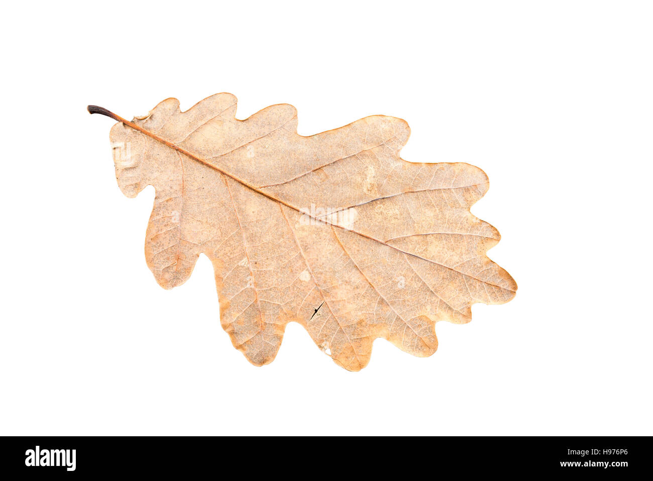 oak tree leaves in different states of withering isolated on white ...