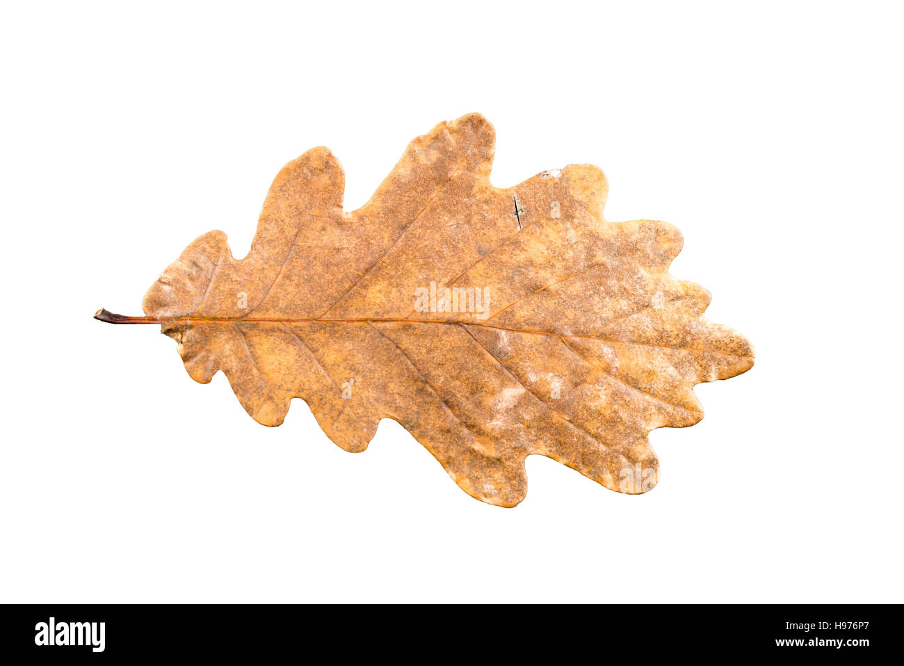 oak tree leaves in different states of withering isolated on white ...