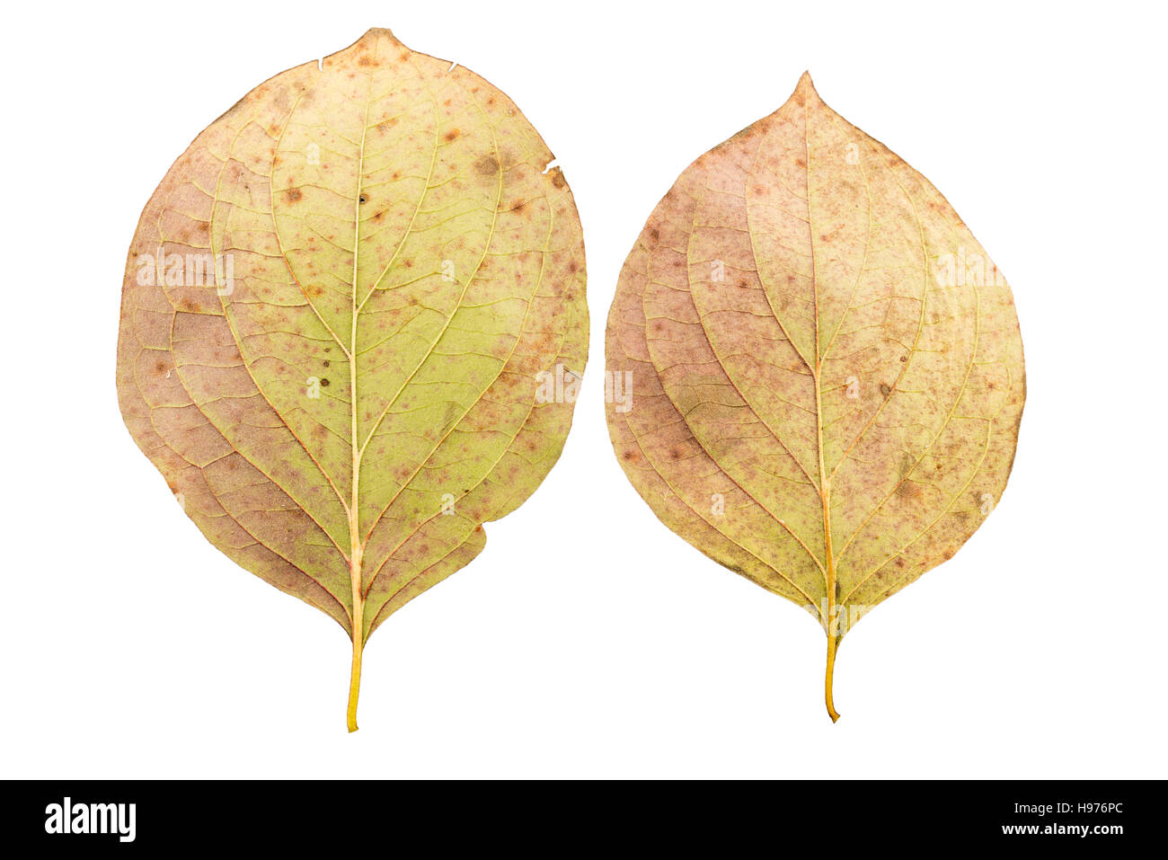 set of two autumn leaves in different states of withering isolated on ...