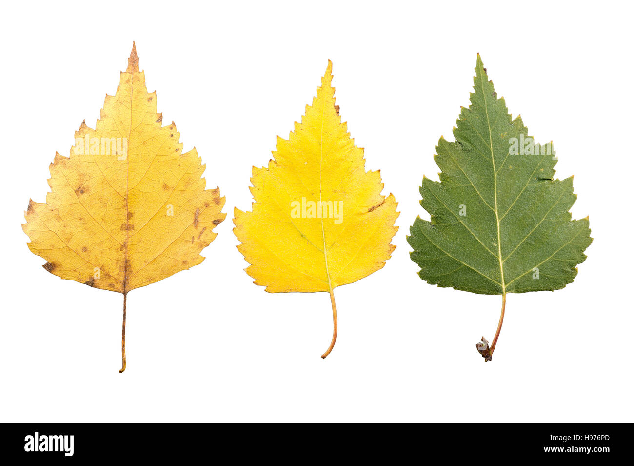 set of three autumn leaves in different states of withering isolated on ...