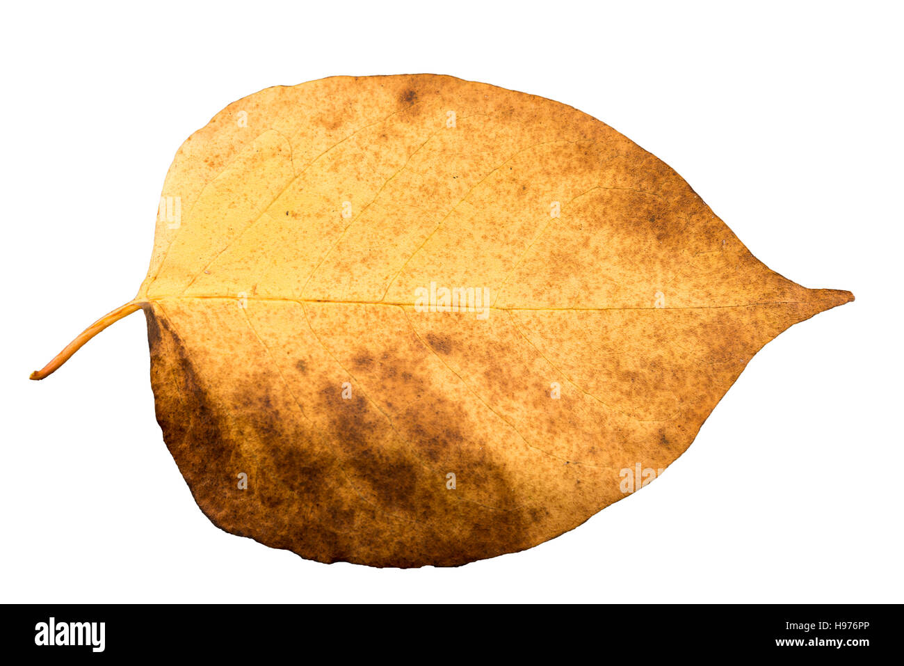 Plants photosynthesis close up leave hi-res stock photography and ...