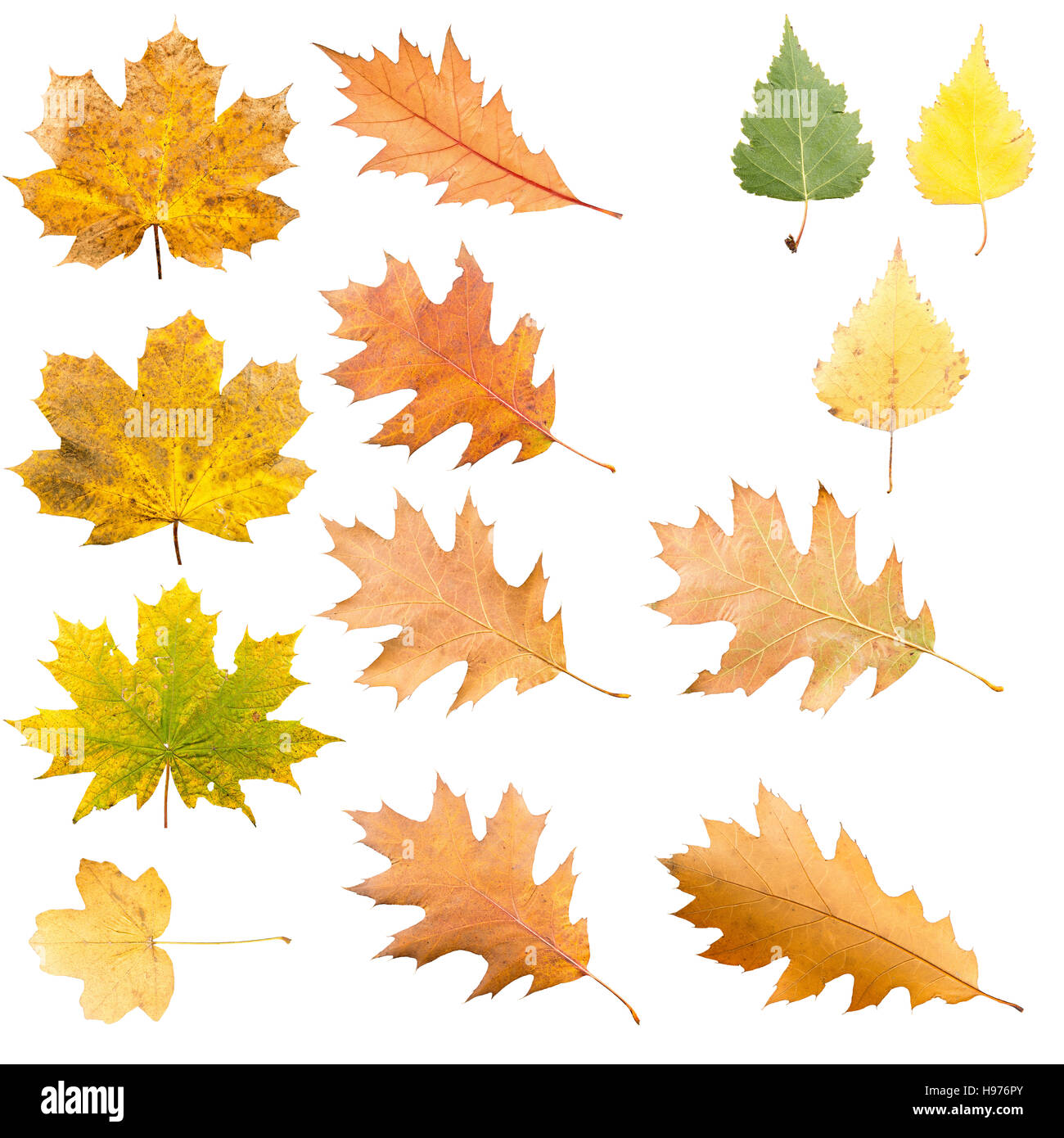 Collection of maple leaves in different stades of withering isolated on ...