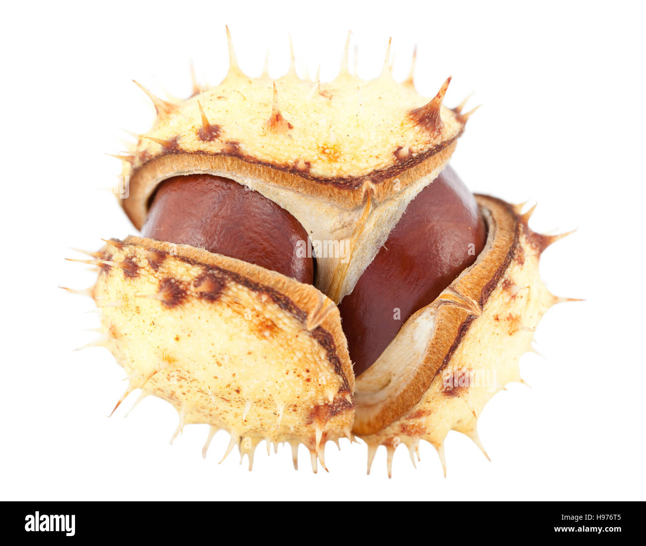 Chestnut hi-res stock photography and images - Alamy