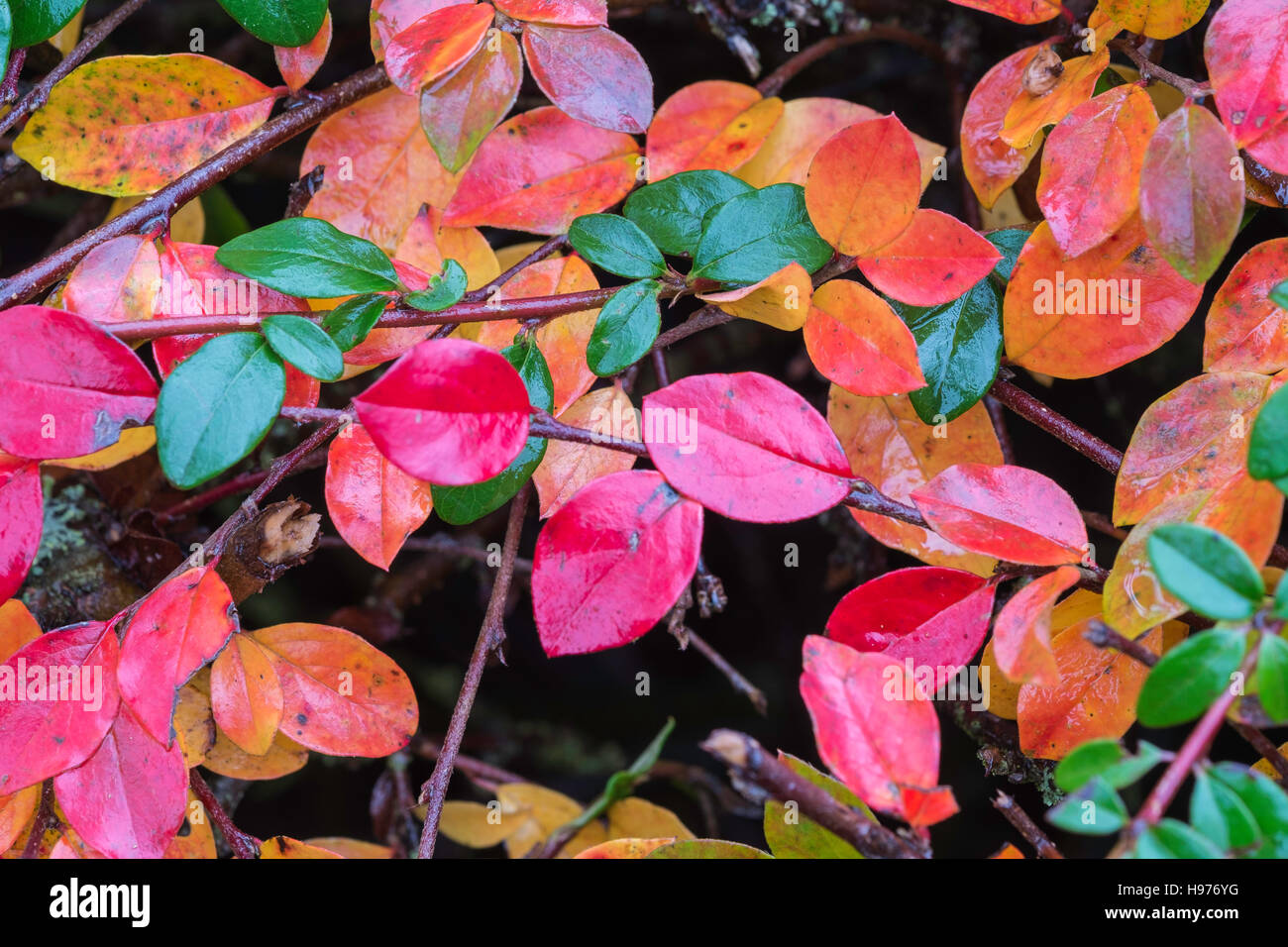 Brightly coloured Autumn leaves on a gaden shrub Stock Photo - Alamy