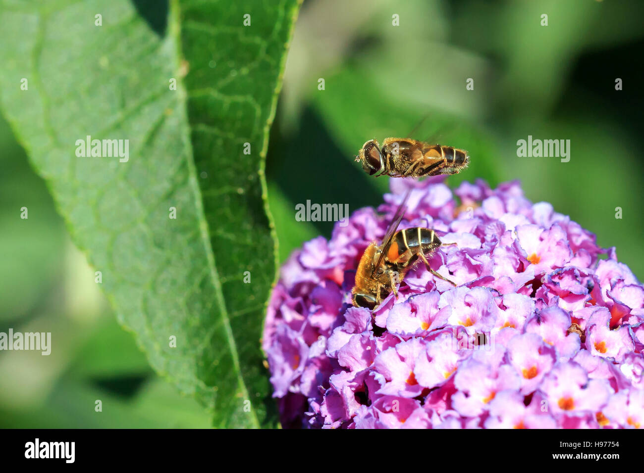 Male Hover fly overing above a Female Hover fly on a Buddleia flower ...