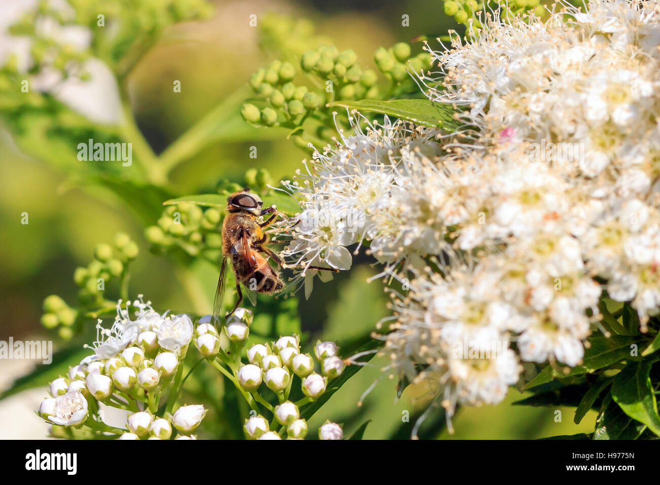 White tube flowers hi-res stock photography and images - Alamy