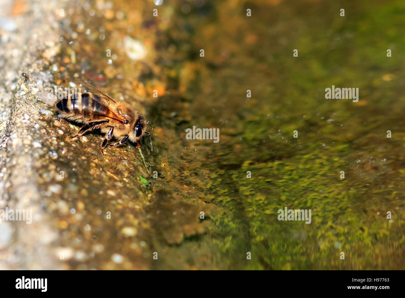 Abdomen water hi-res stock photography and images - Alamy