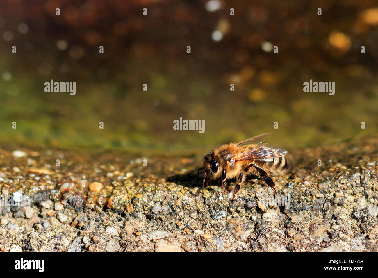 Sunlit Hover fly drinking water from a birdbath in English garden Stock ...