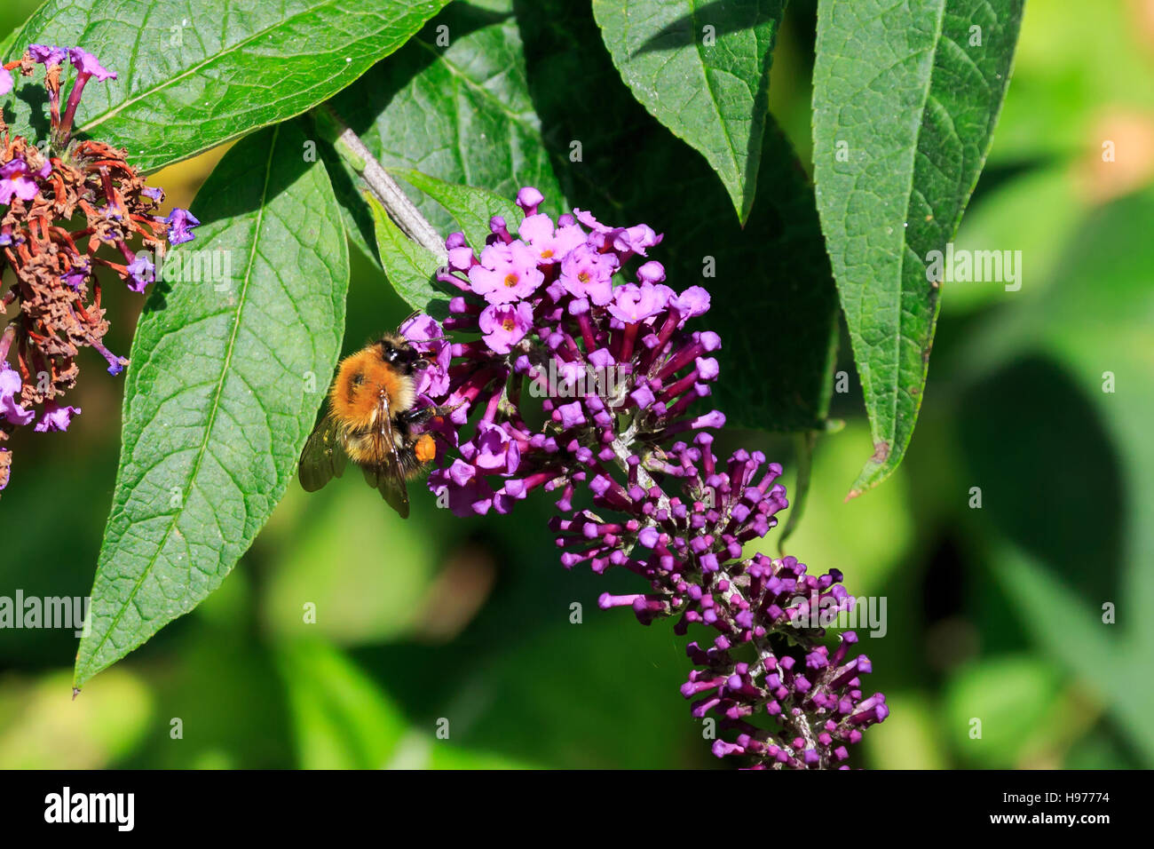 Sunlit Buff-tailed Bumble Bee on pink Buddleia flowers Stock Photo - Alamy
