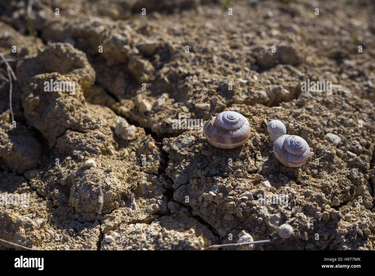 Empty shells on the cracked sandy ground, in calm beige colours Stock ...