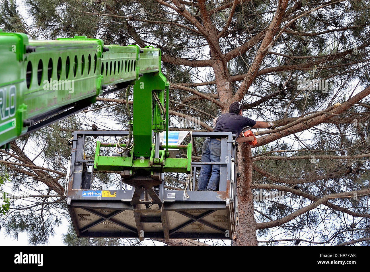Pruning a large tree with a large nacelle Stock Photo - Alamy