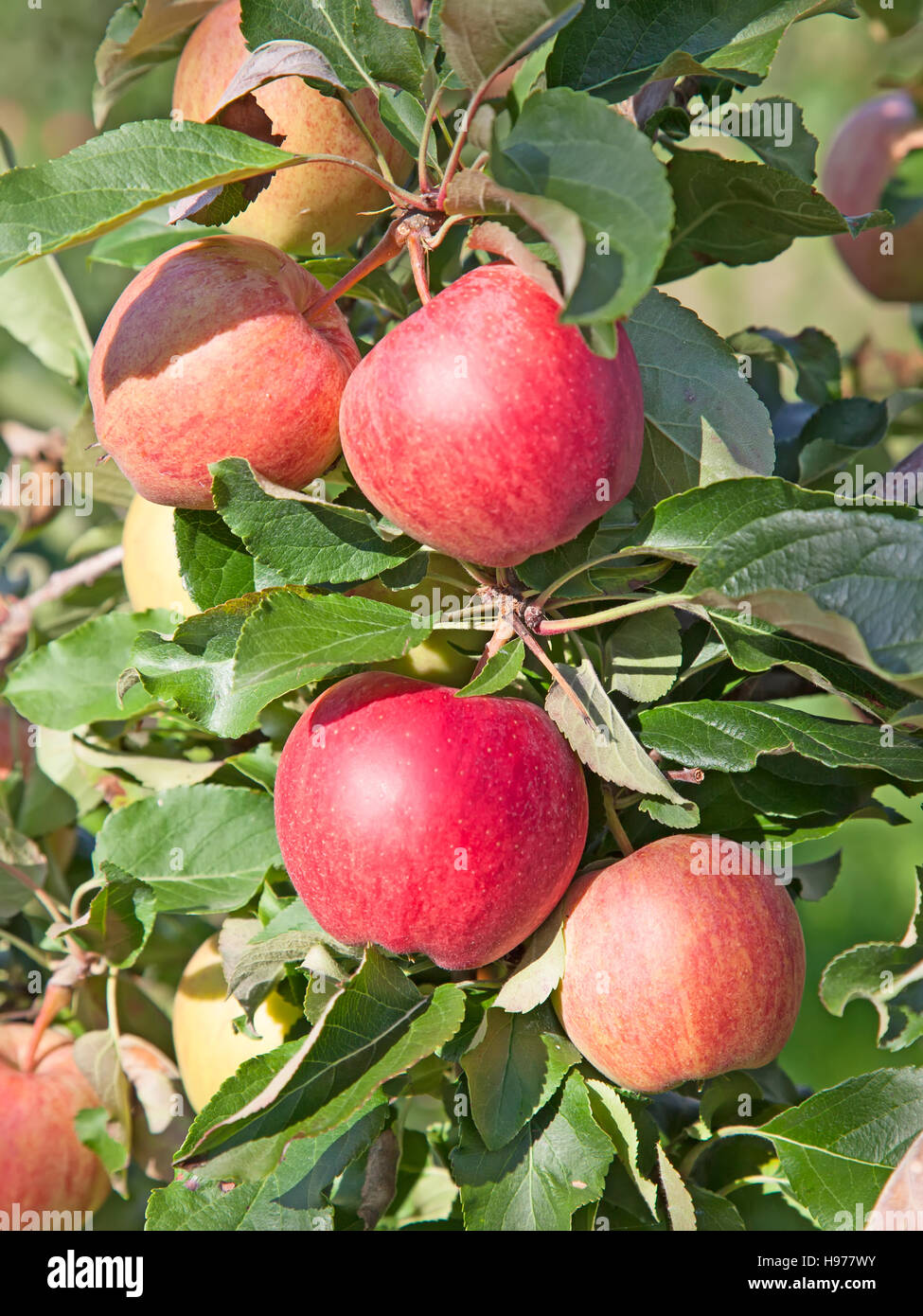 Apple garden full of riped red apples Stock Photo - Alamy
