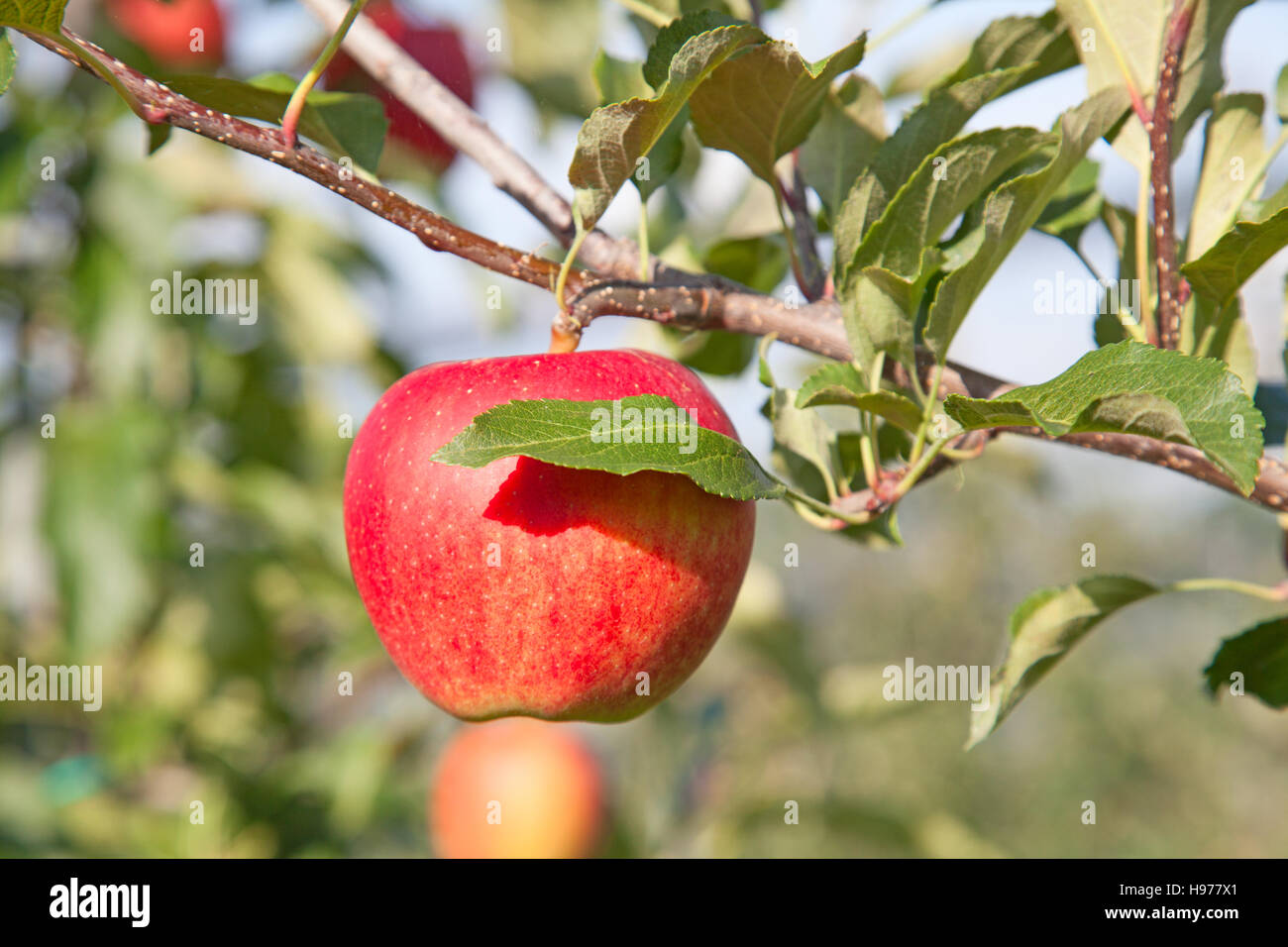 Apple garden full of riped red apples Stock Photo - Alamy