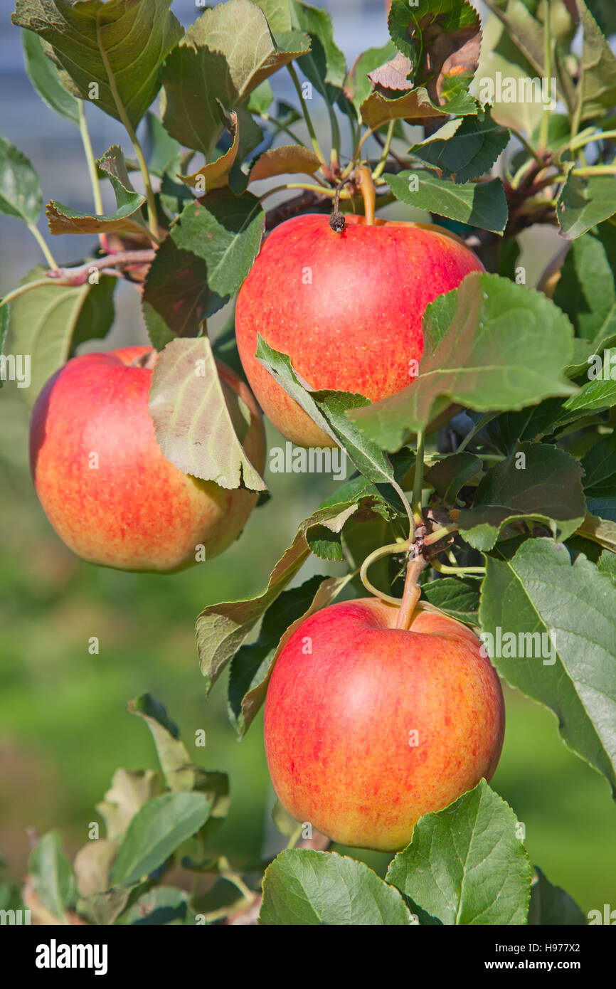 Apple garden full of riped red apples Stock Photo - Alamy