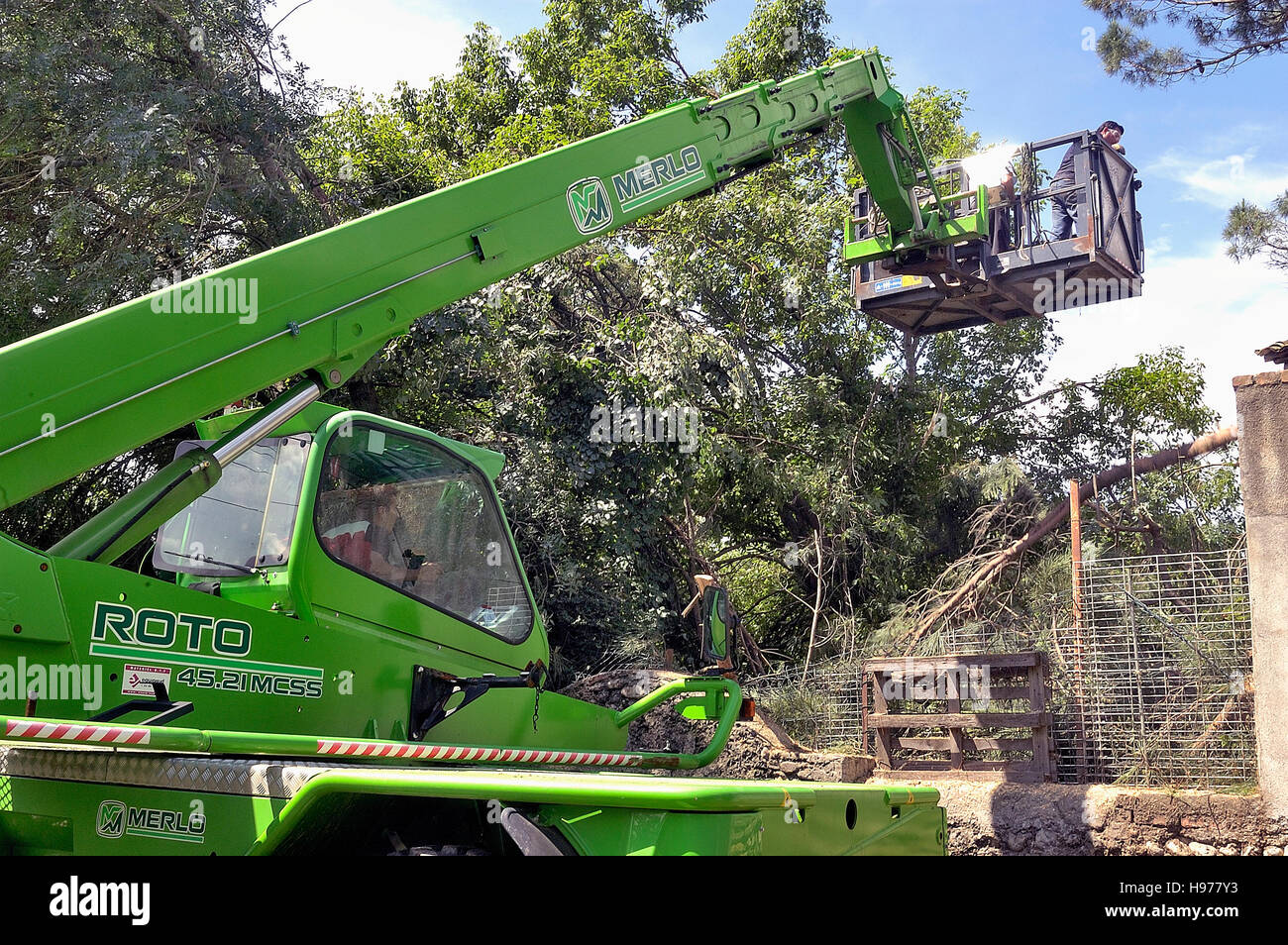Pruning a large tree with a large nacelle Stock Photo - Alamy