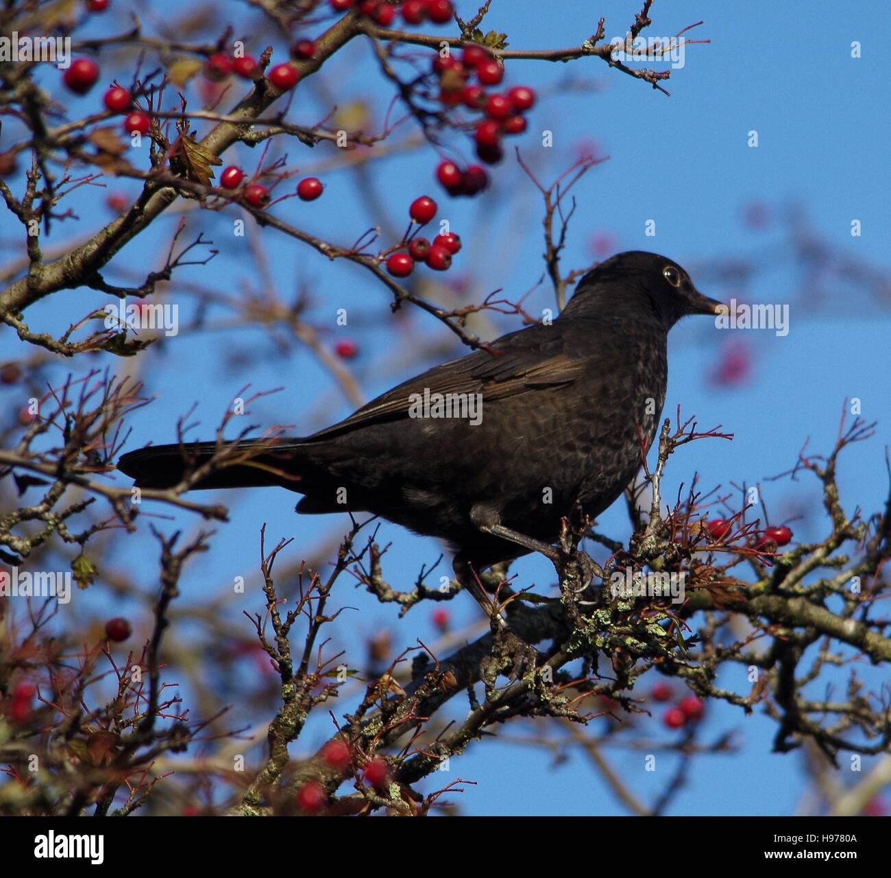 Black bird eating berries High Resolution Stock Photography and Images ...