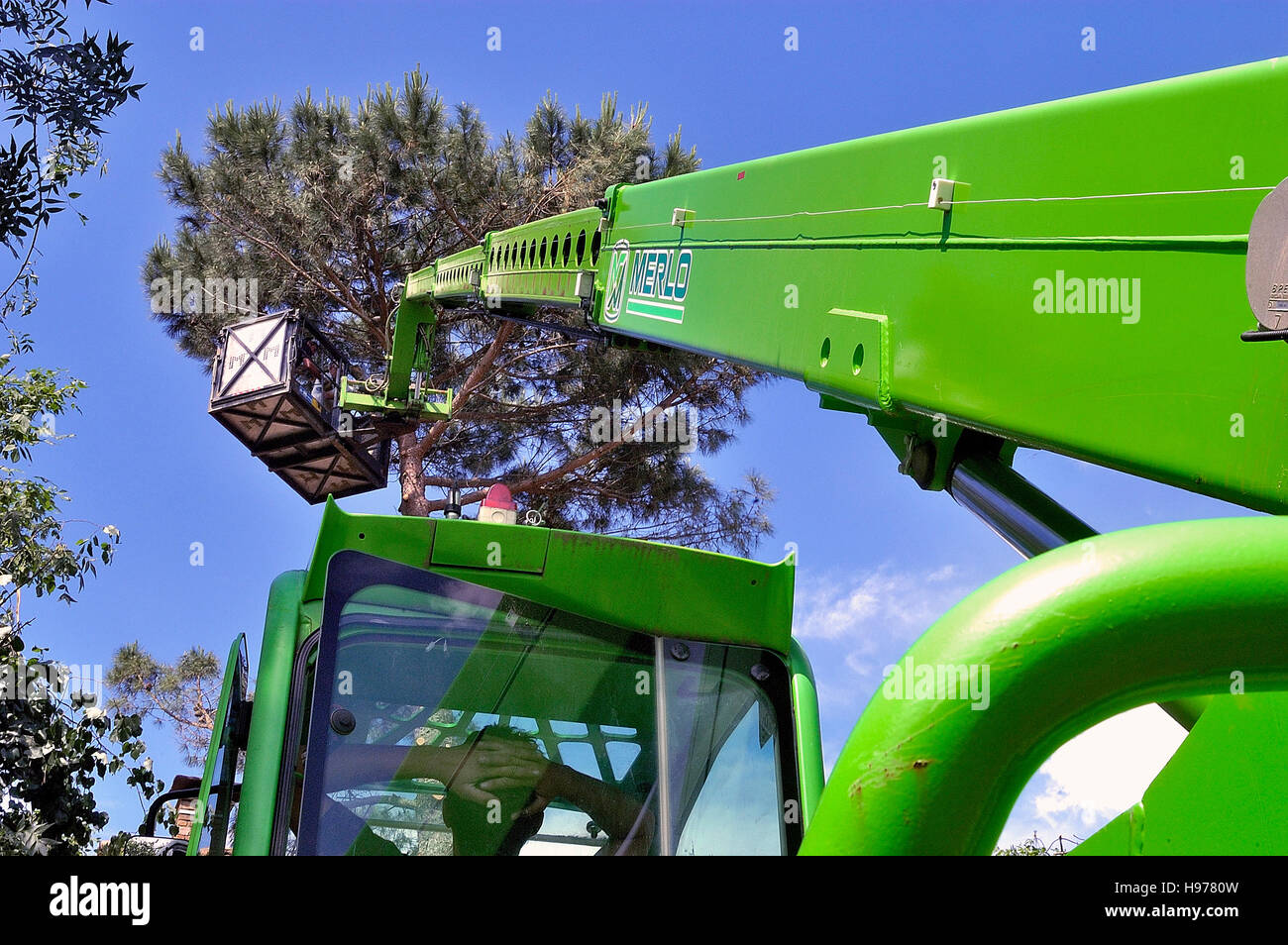 Pruning a large tree with a large nacelle Stock Photo - Alamy