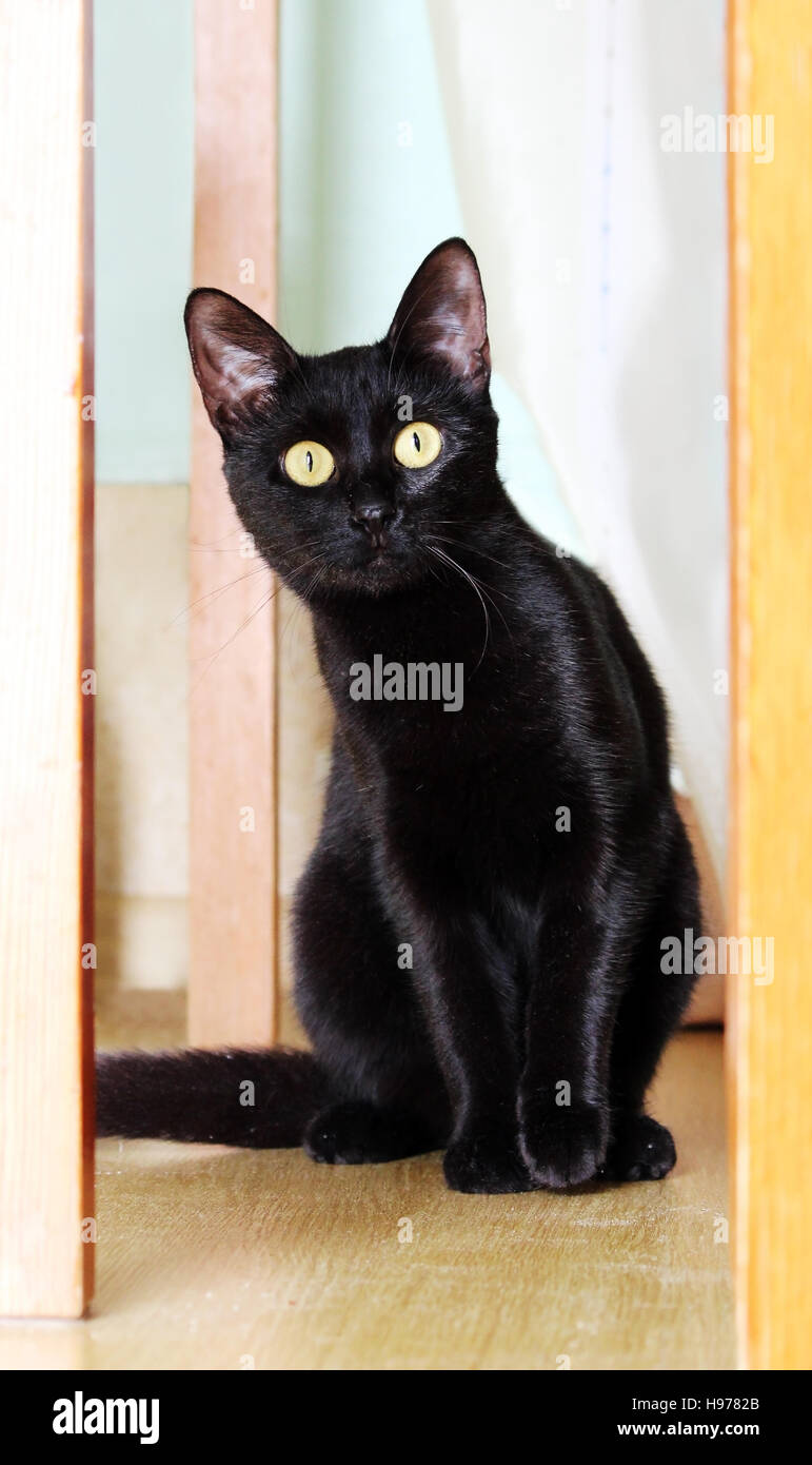 a beautiful young black cat in home interior Stock Photo - Alamy