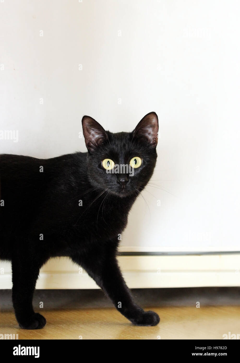 a beautiful young black cat in home interior Stock Photo - Alamy