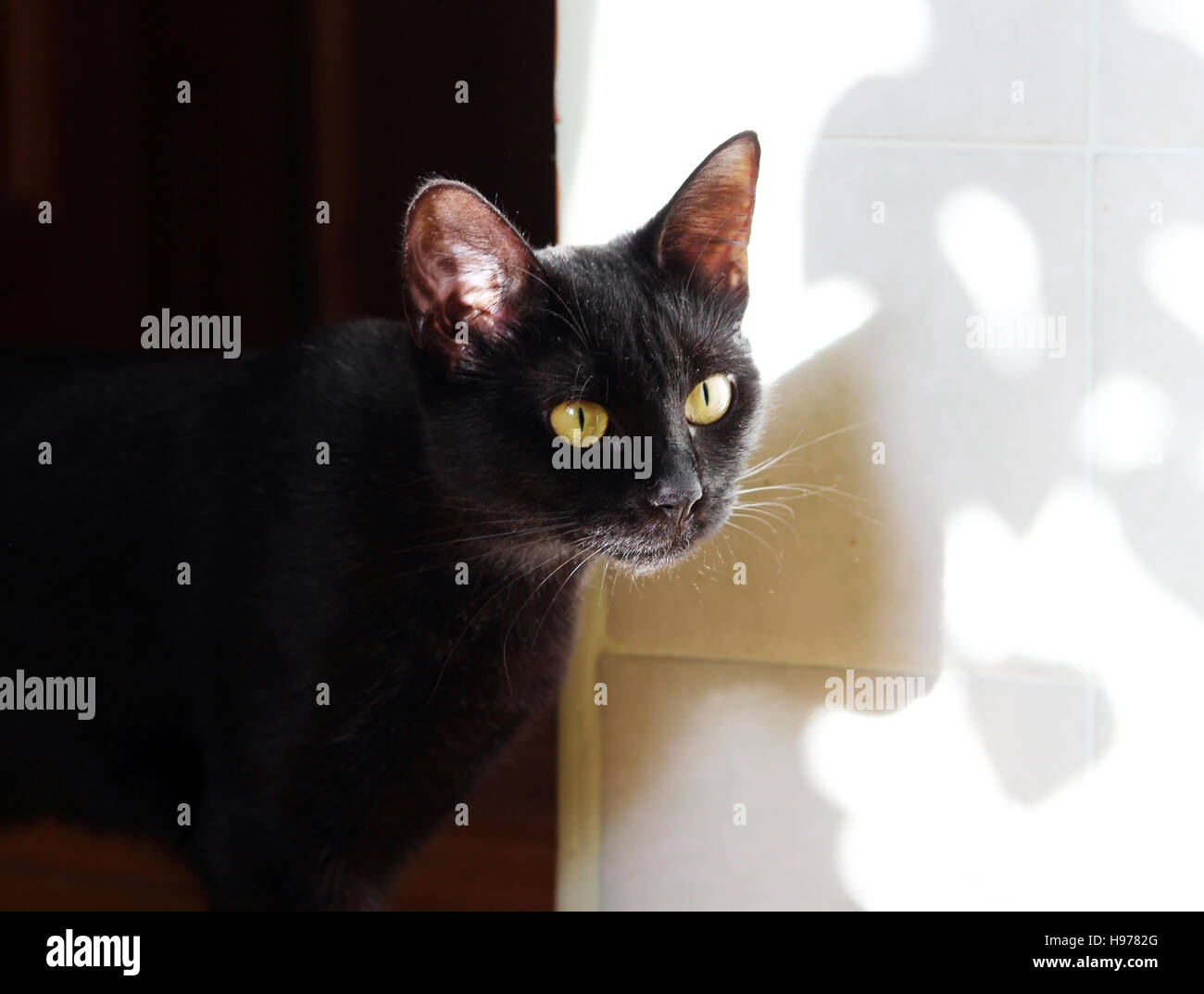 a beautiful young black cat in home interior Stock Photo - Alamy